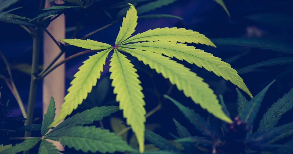 Cannabis Leaves Turning Yellow: Top 7 Reasons